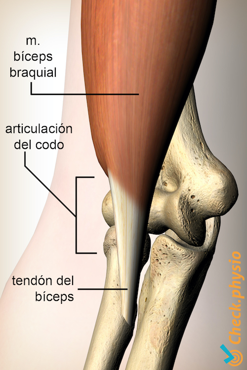 Lesión del bíceps distal | Causa, síntomas y tratamiento